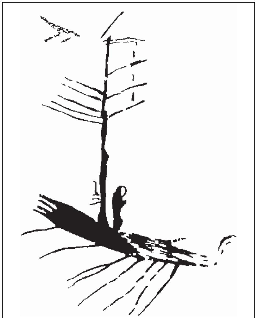 Boat depiction found at rock-shelter known as km 12, malaga,
