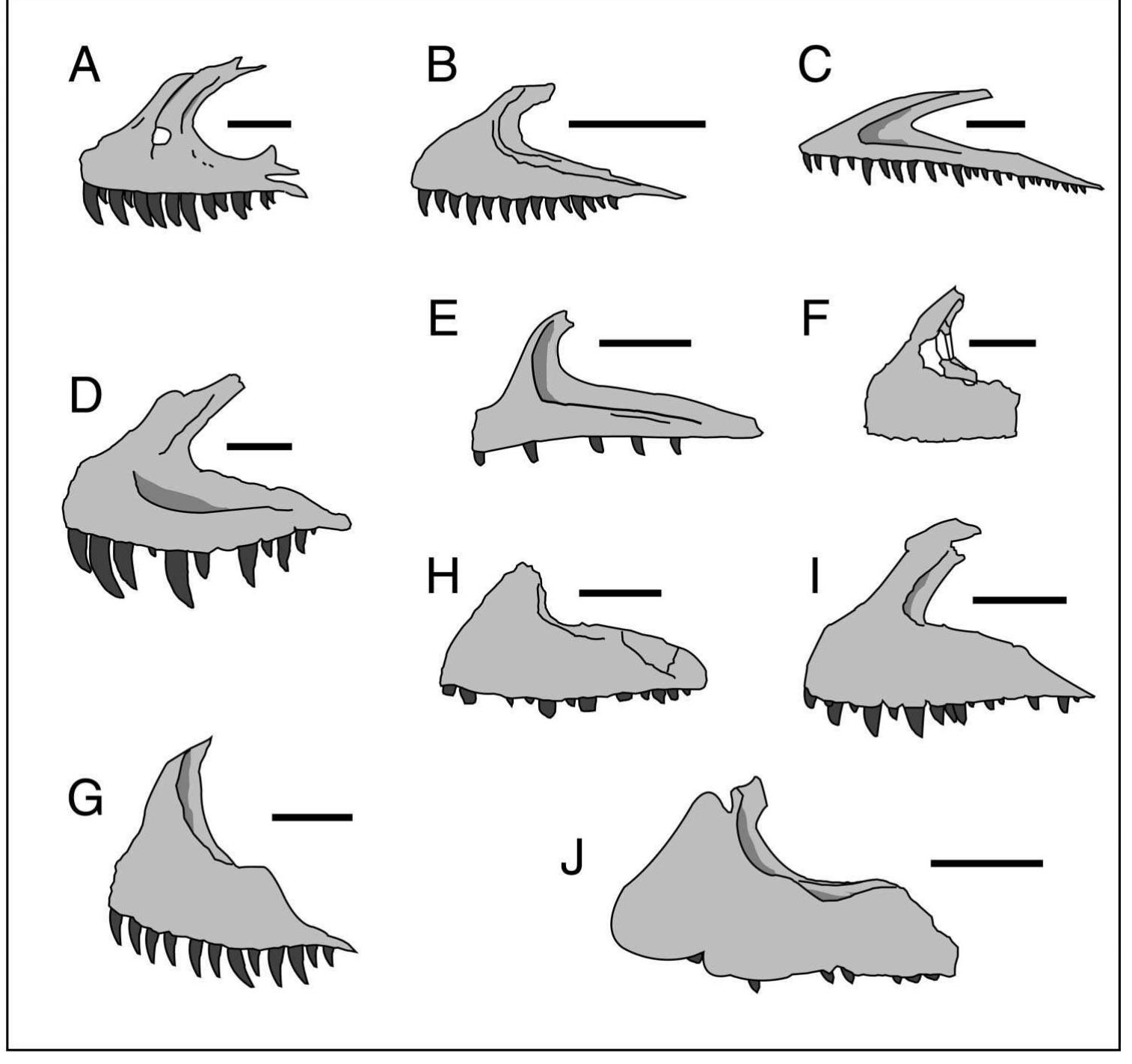 (PDF) A definitive abelisaurid theropod dinosaur from the early Late ...