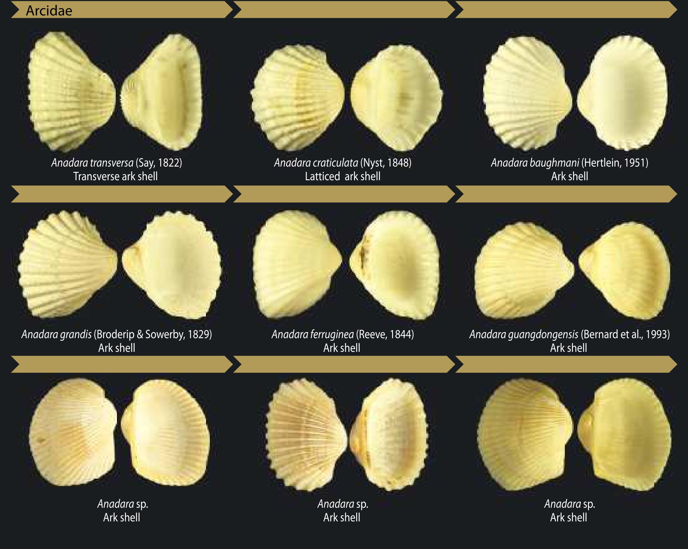 Figure 22 - Sea Shells of Bangladesh: Marine Gastropod and