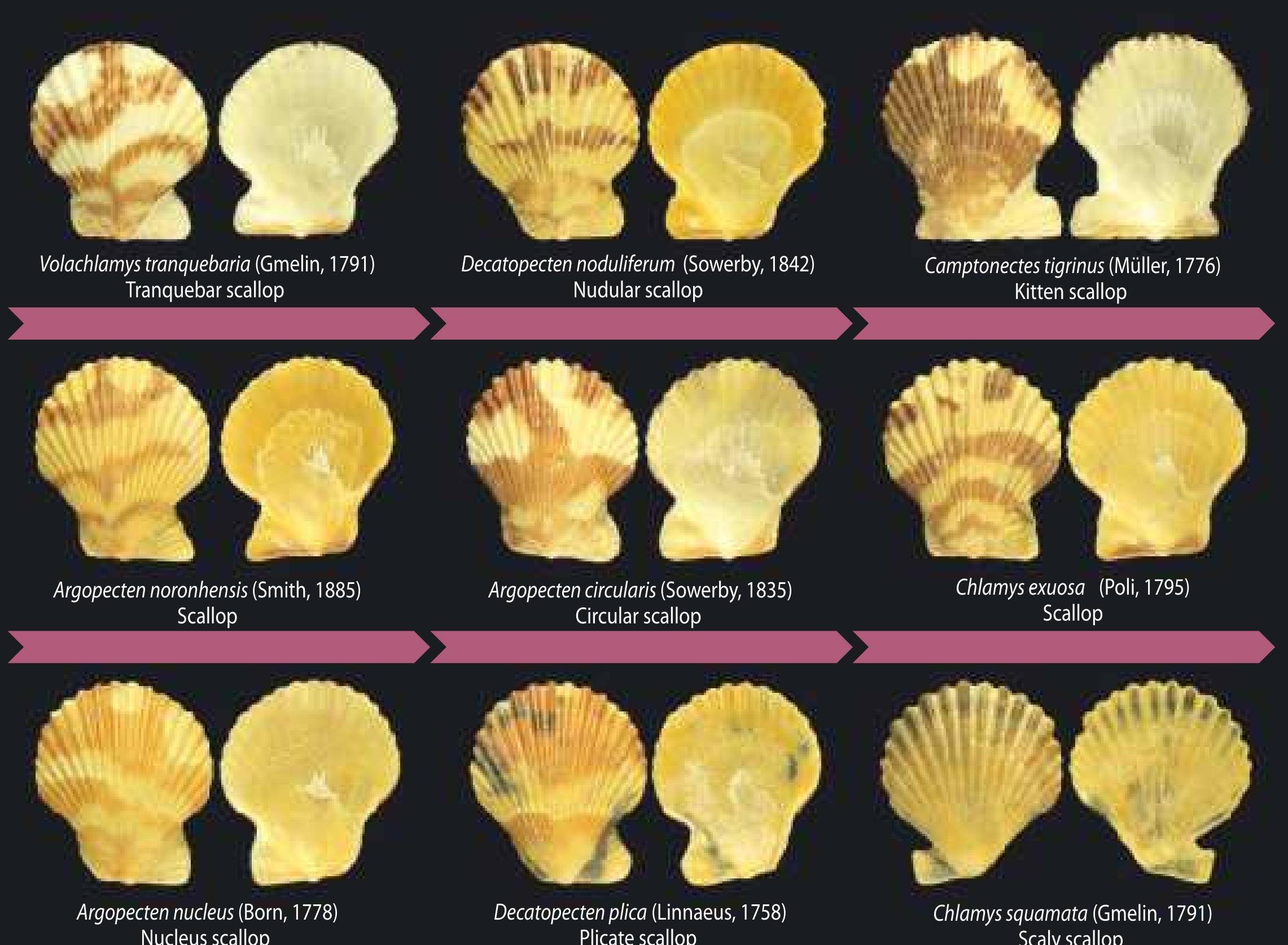 Figure 25 - Sea Shells of Bangladesh: Marine Gastropod and