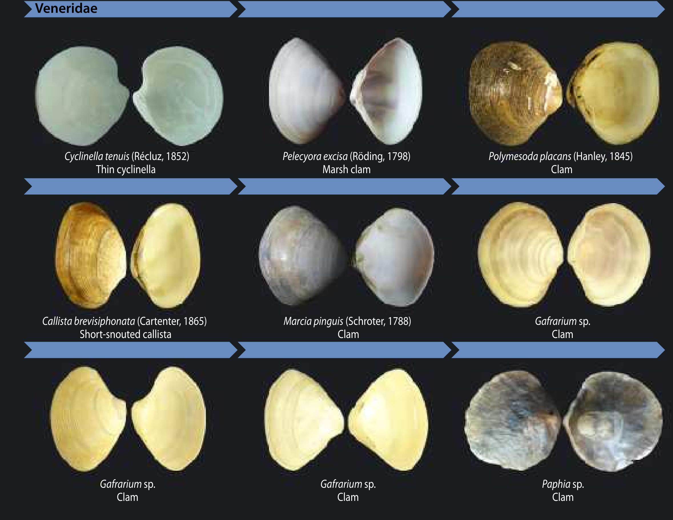 Figure 37 - Sea Shells of Bangladesh: Marine Gastropod and