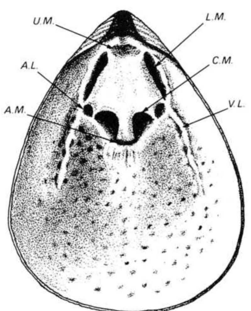 Reconstruction of pedicle valve interior of casquella bifida