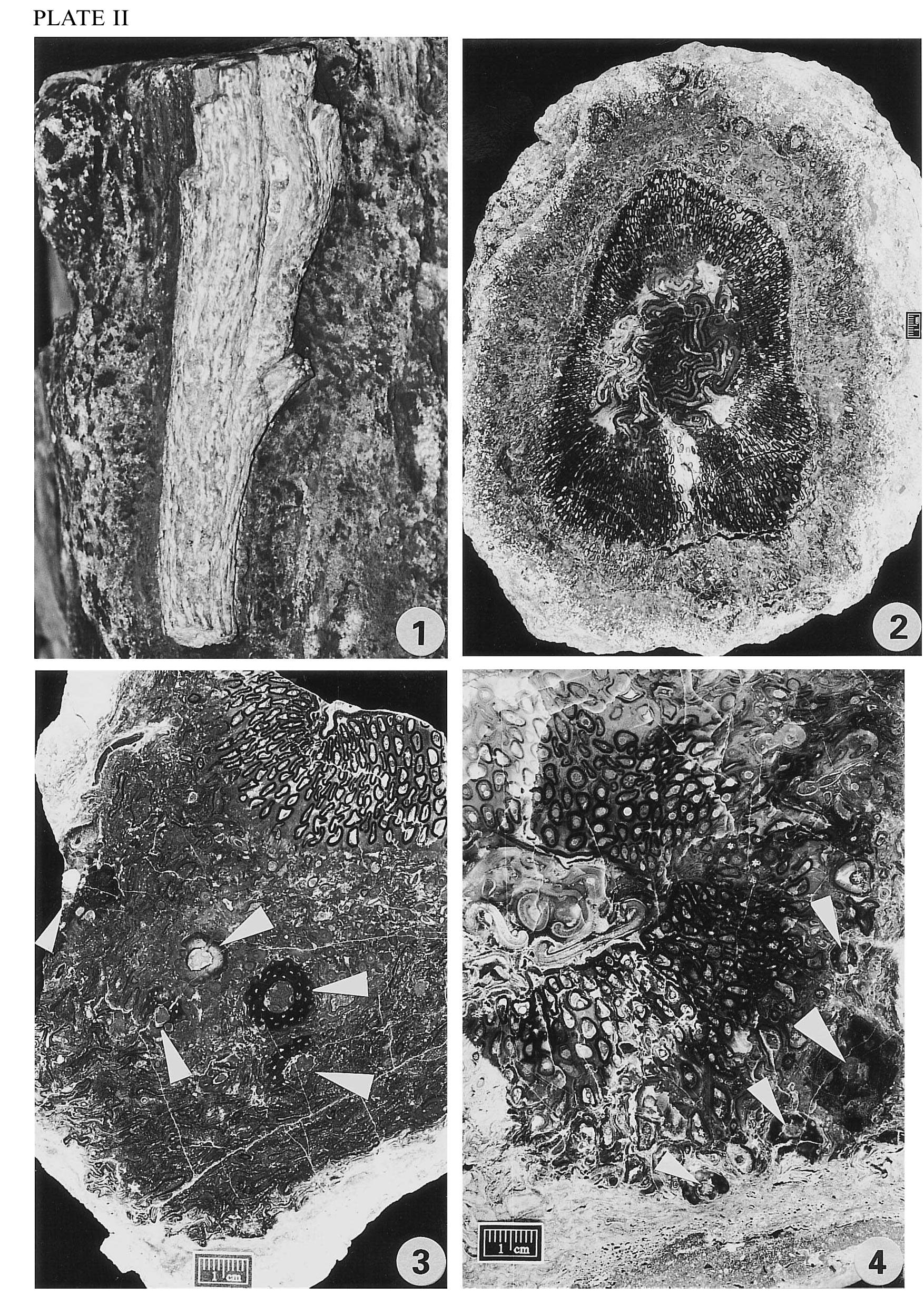 (PDF) The late Palaeozoic tree fern Psaronius — an ecosystem unto itself