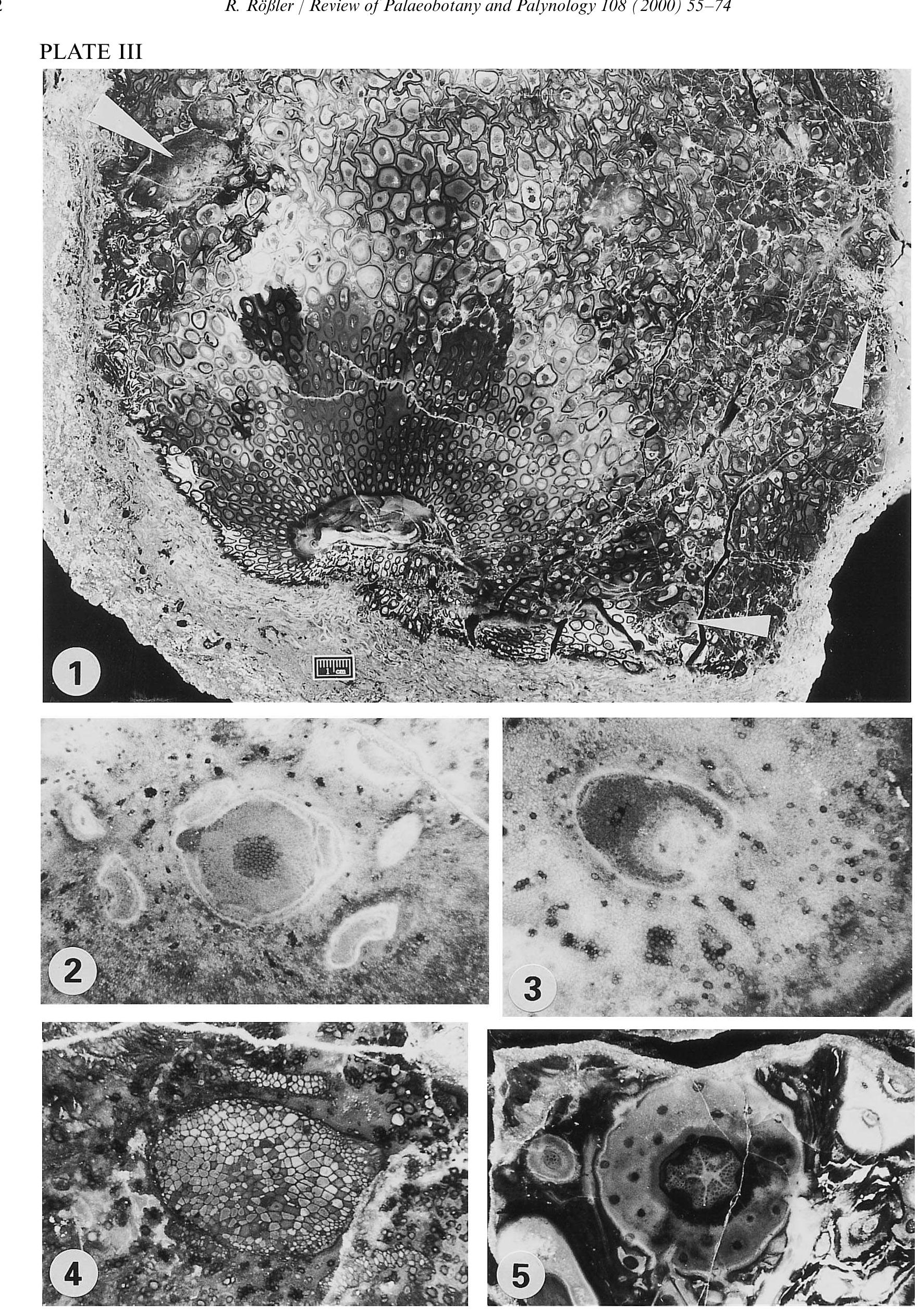 (PDF) The late Palaeozoic tree fern Psaronius — an ecosystem unto itself