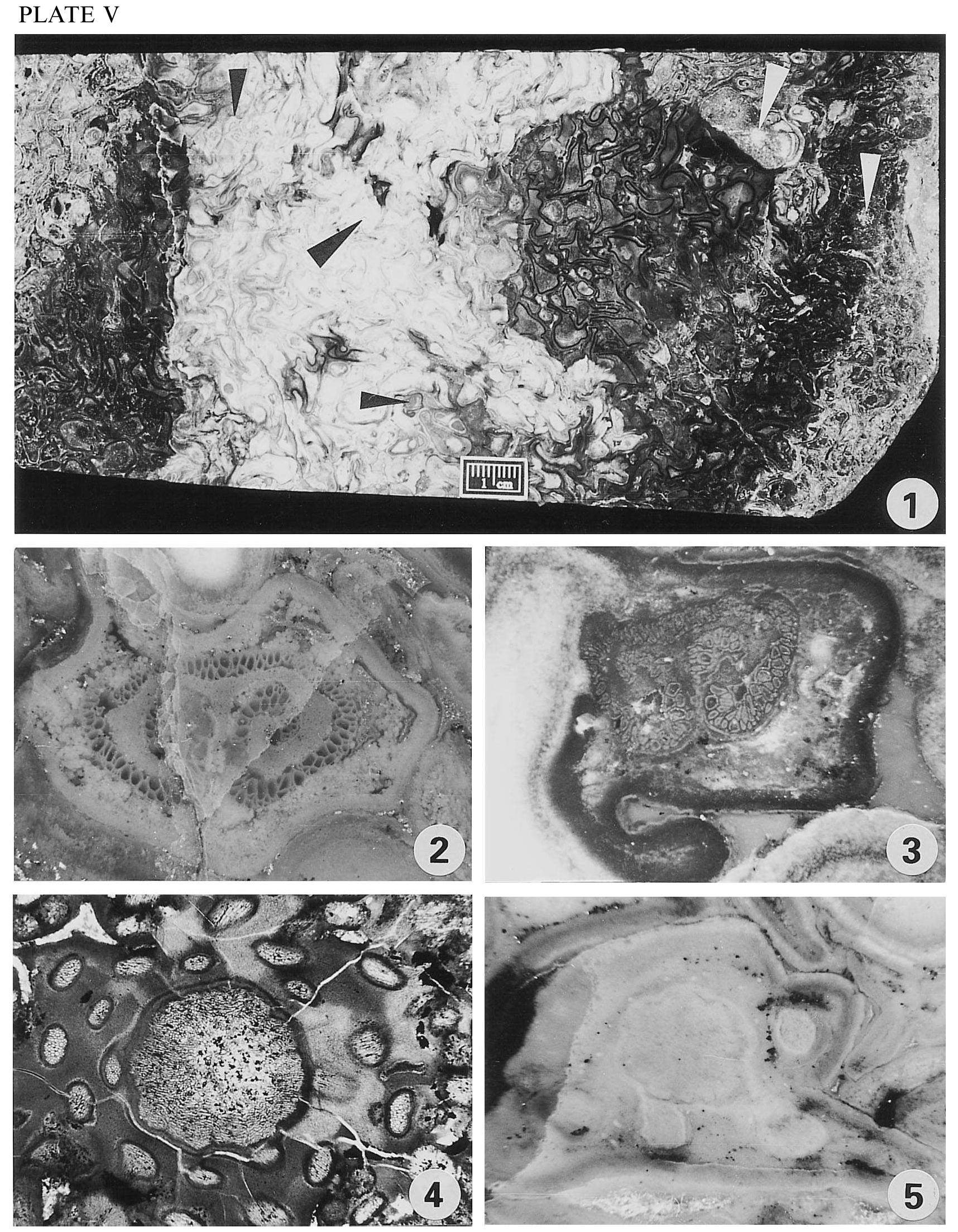 (PDF) The late Palaeozoic tree fern Psaronius — an ecosystem unto itself