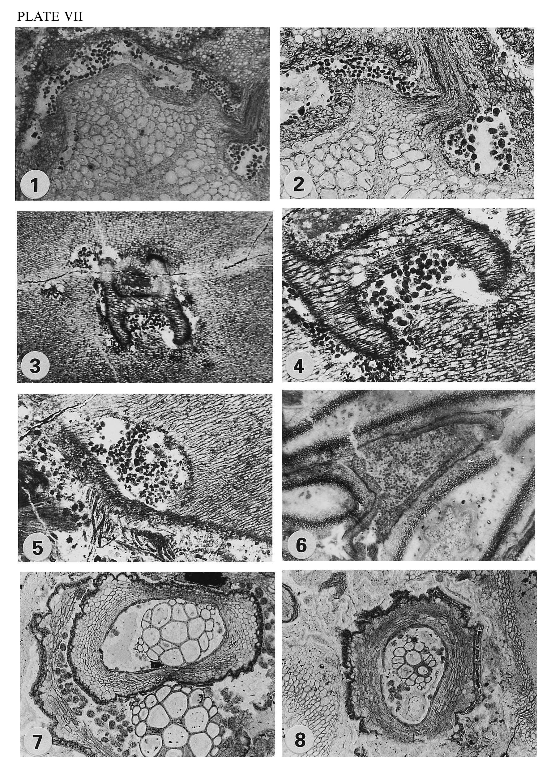 (PDF) The late Palaeozoic tree fern Psaronius — an ecosystem unto itself