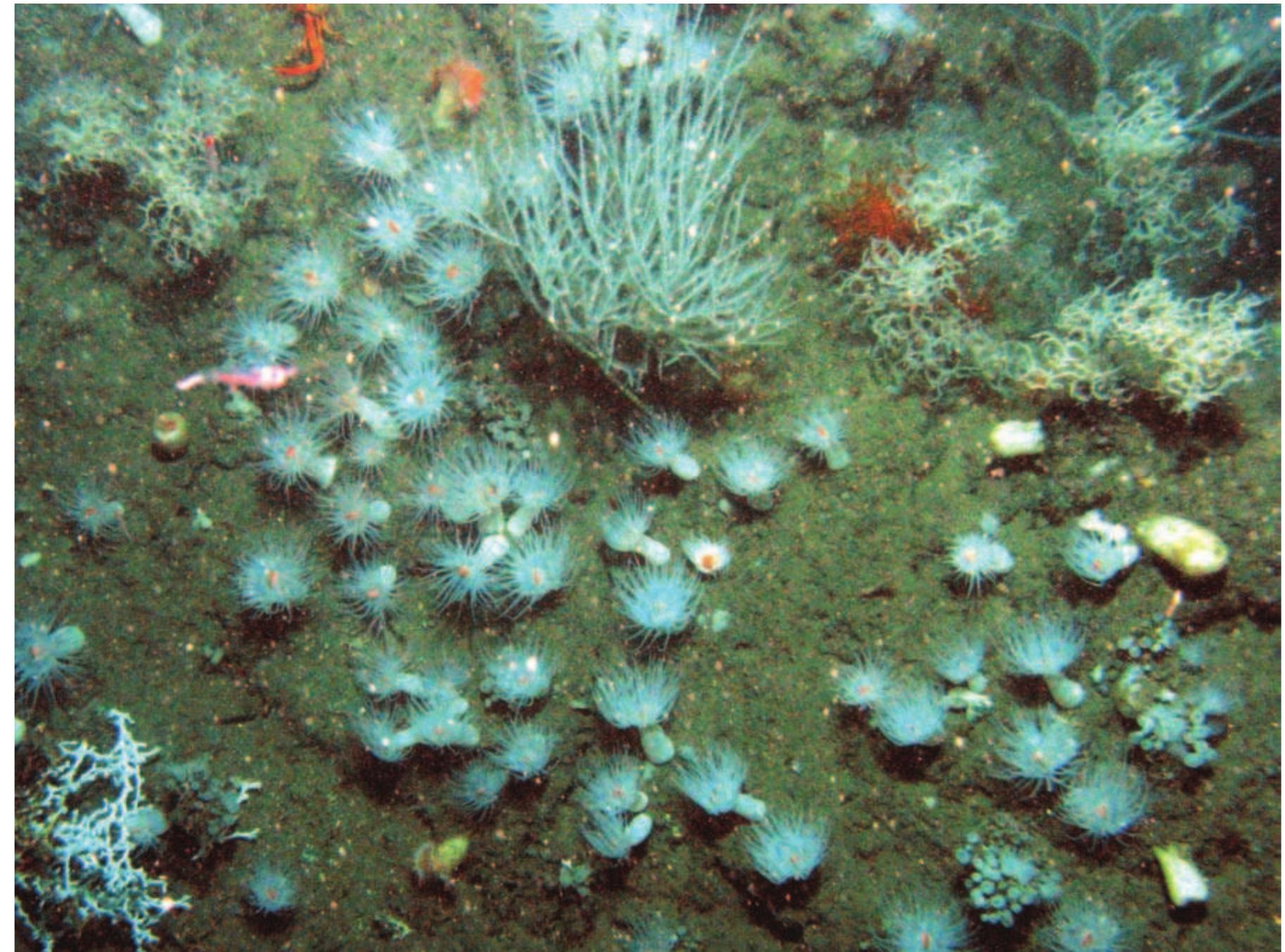 11. this image shows the different kinds of anemones that