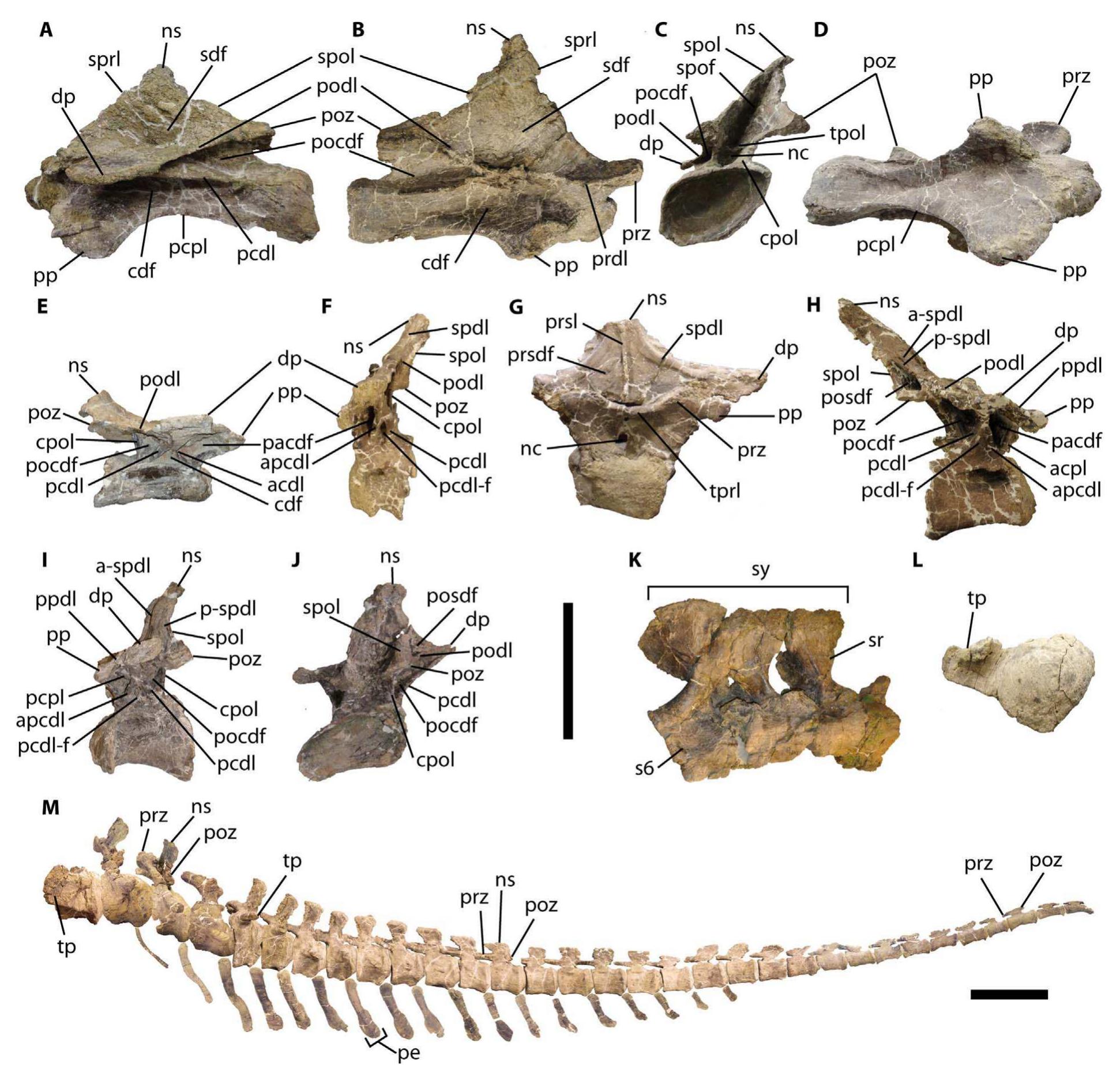 Matthew Lamanna - Carnegie Museum of Natural History