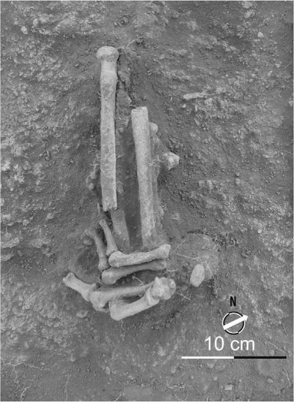 Secondary burial context bc-2. right ulna, radius and right