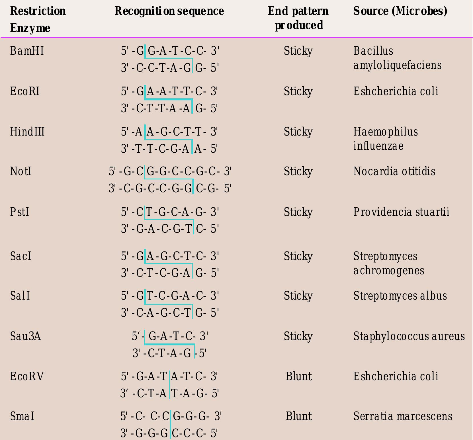 Several restriction enzymes and their recognition sequences