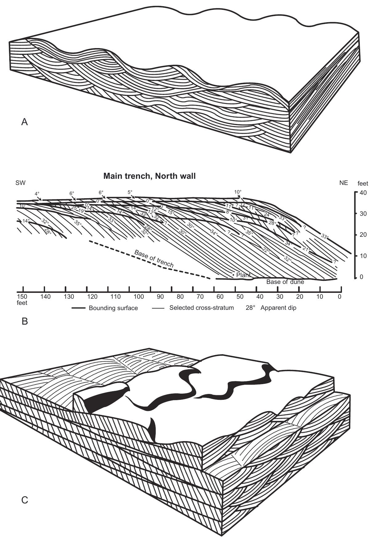 5 typical sedimentary structures found in carbonate rocks.