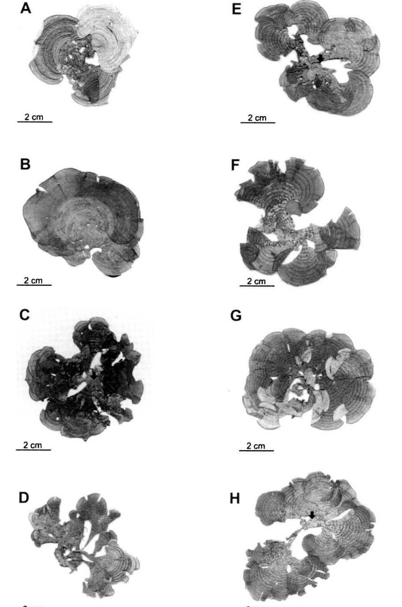 The different philippine padina species in macroscopic