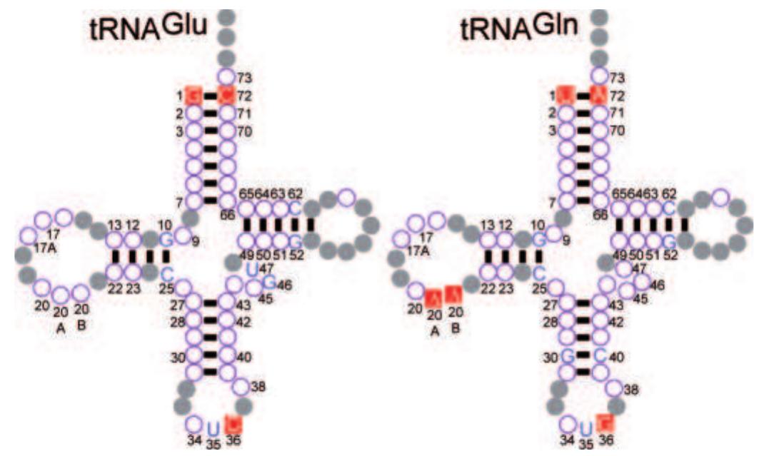 Comparative alignment of trnas™ and trna" sequences from