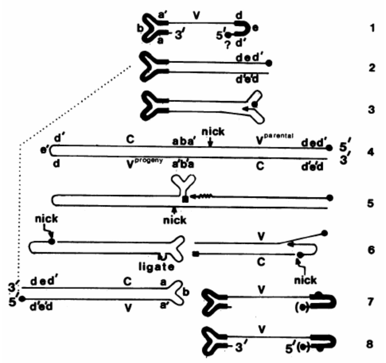 11. modified rolling model for autonomous parvovirus dna