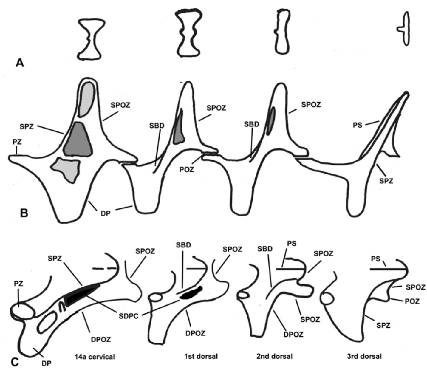 - futalognkosaurus dukei; sketch of the 14 cervical and 1°