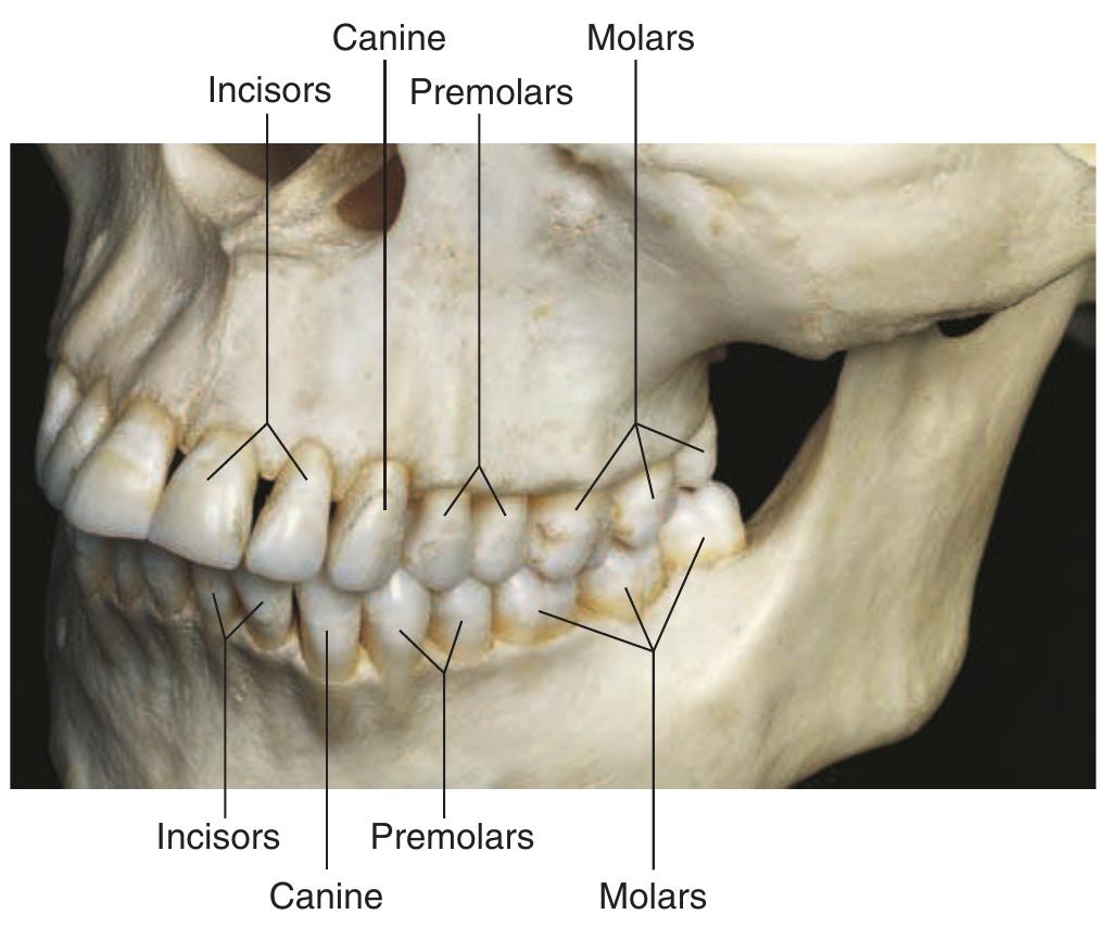 1 maxillary and mandibular teeth in maximum intercuspal