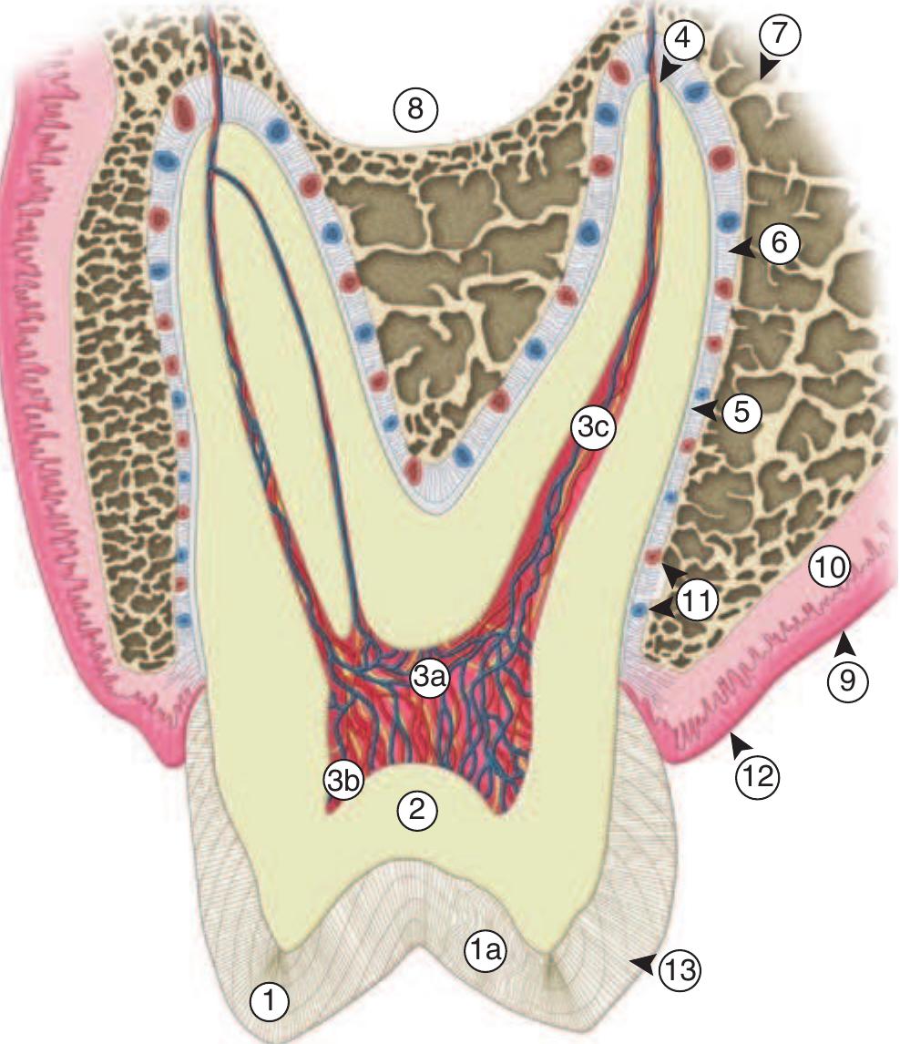 (PDF) STURDEVANT'S ART AND SCIENCE OF OPERATIVE DENTISTRY - SOUTH ASIAN ...