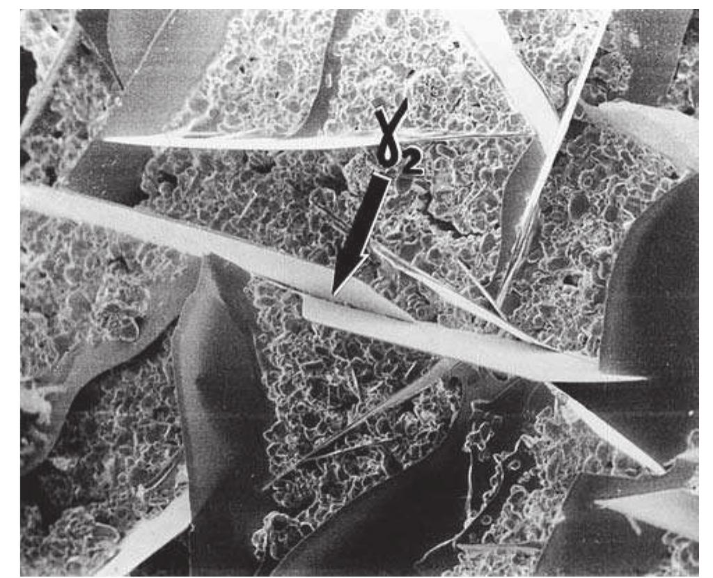 (PDF) STURDEVANT'S ART AND SCIENCE OF OPERATIVE DENTISTRY - SOUTH ASIAN ...