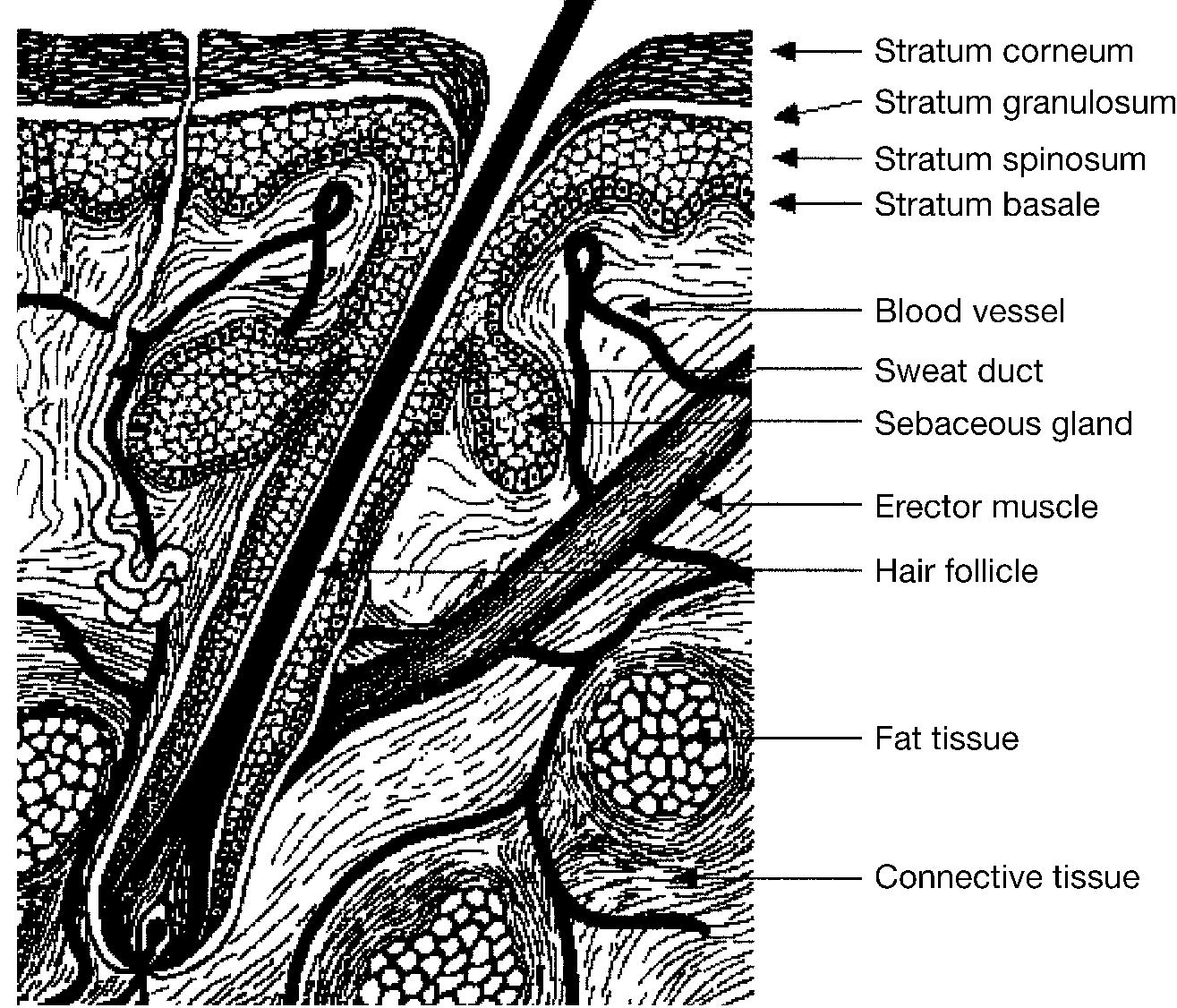 (PDF) The Structure and Function of Skin