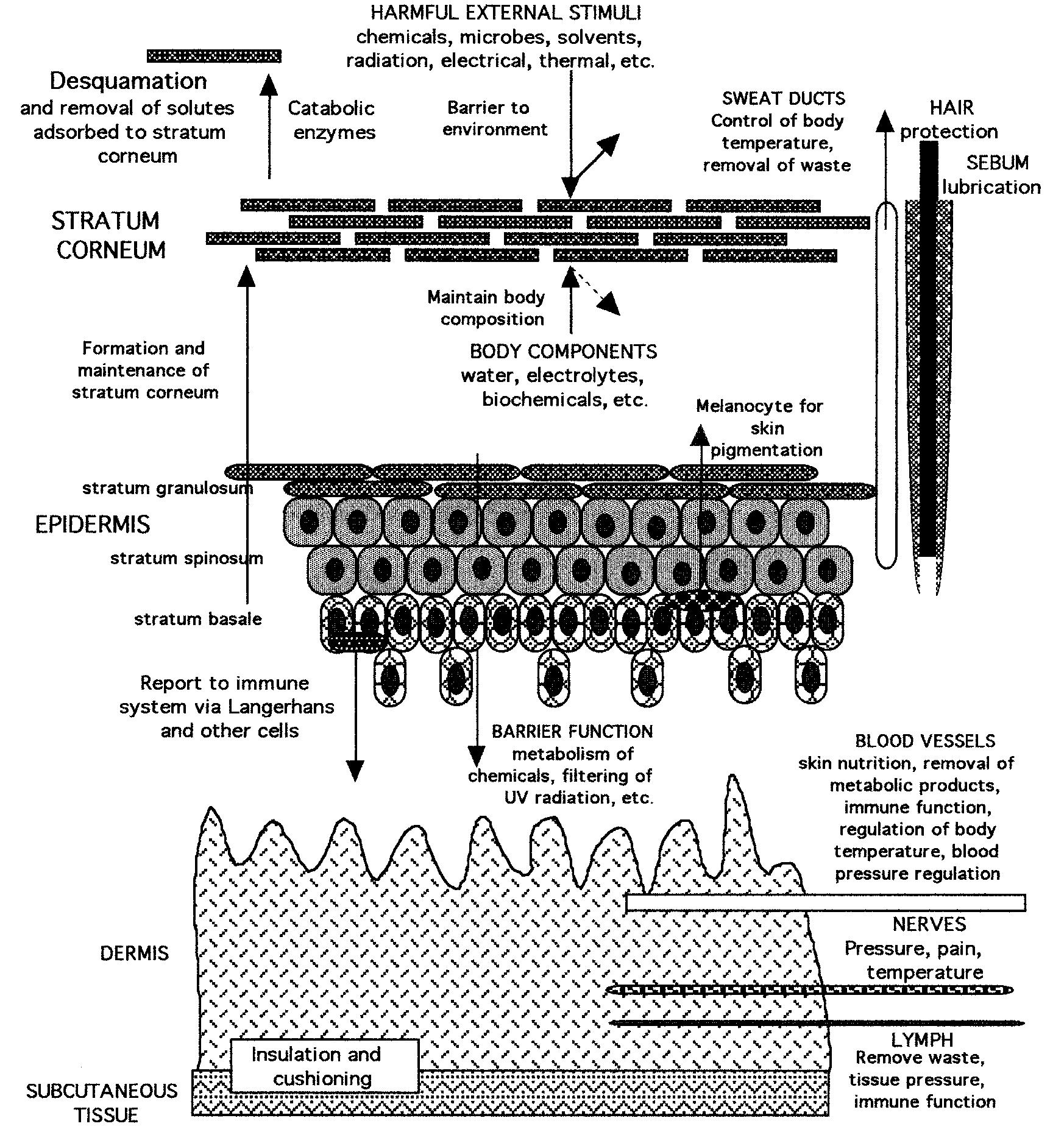 (PDF) The Structure and Function of Skin