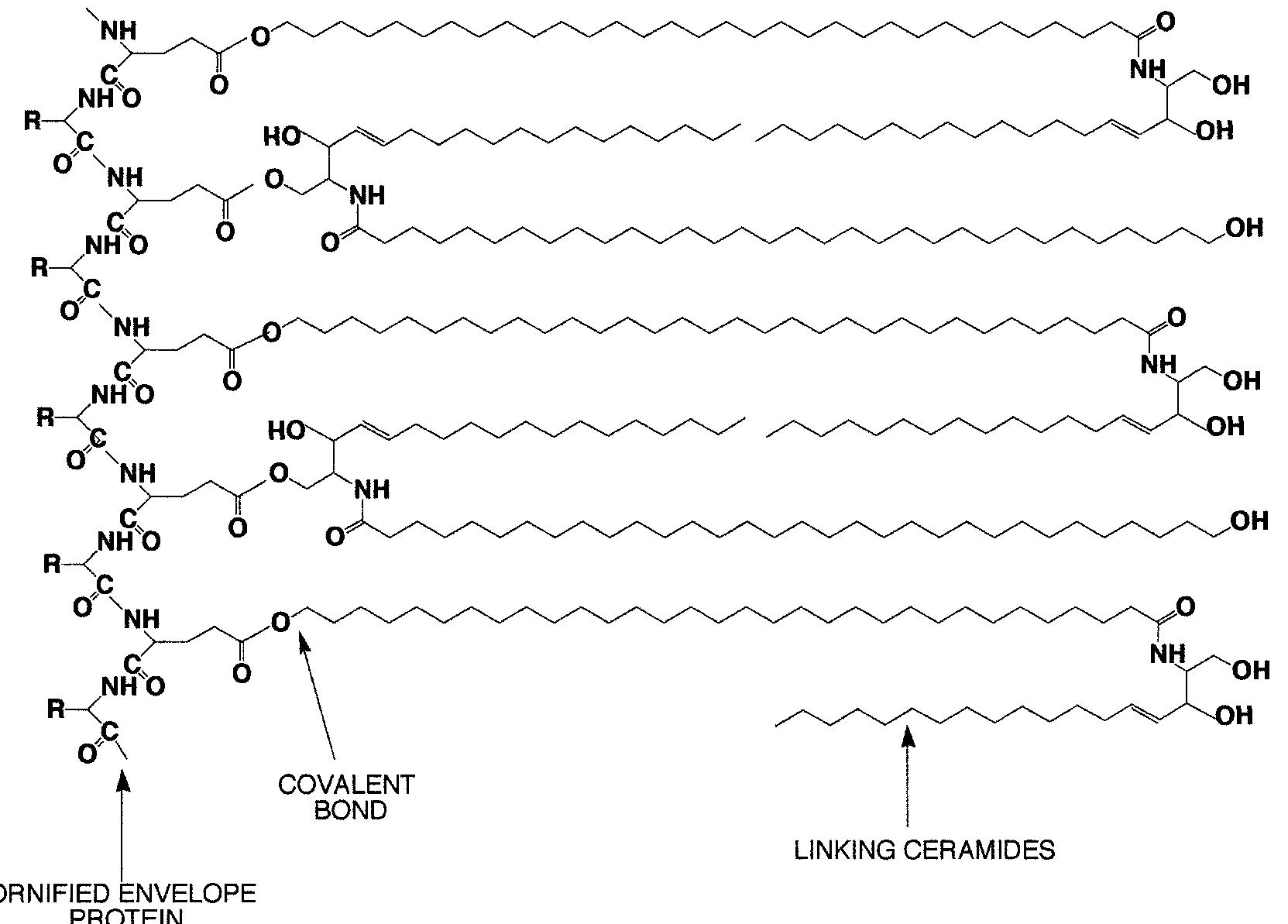 (PDF) The Structure and Function of Skin