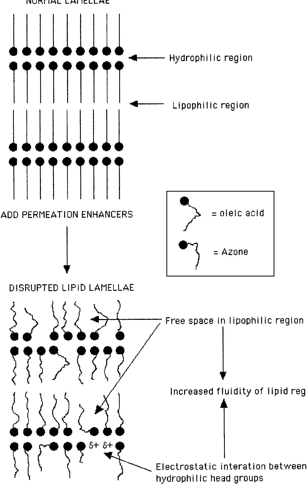 Creation of free space (free volume) in the intercellular