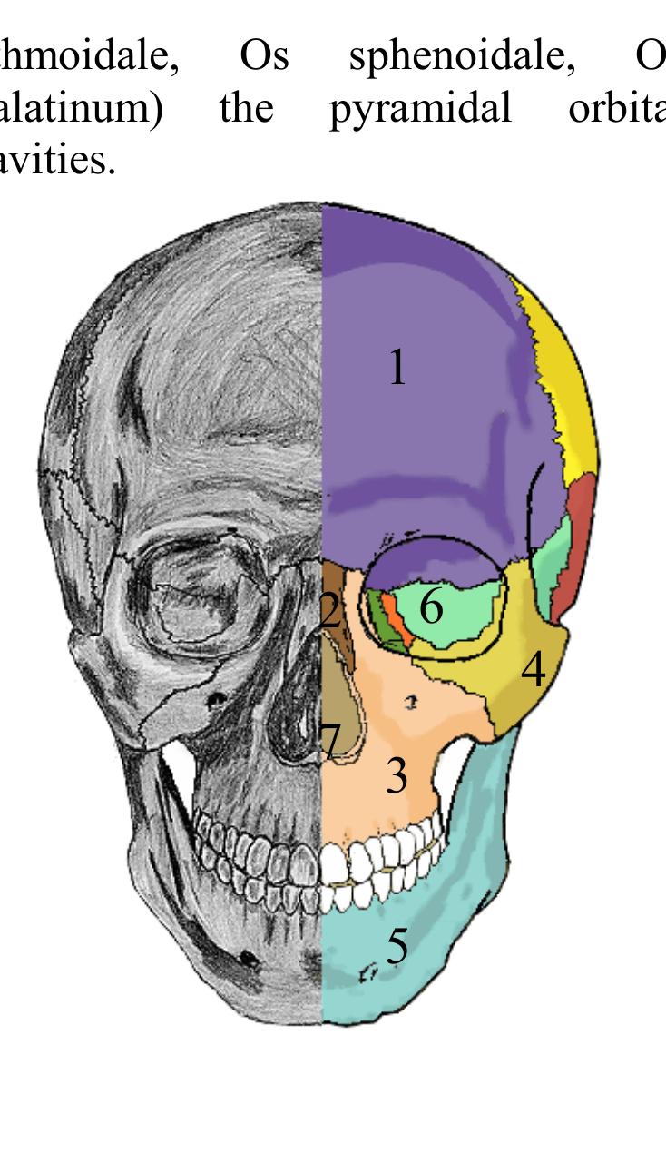(PDF) ATLAS OF HUMAN SKELETAL ANATOMY ATLAS OF HUMAN SKELETAL ANATOMY ...