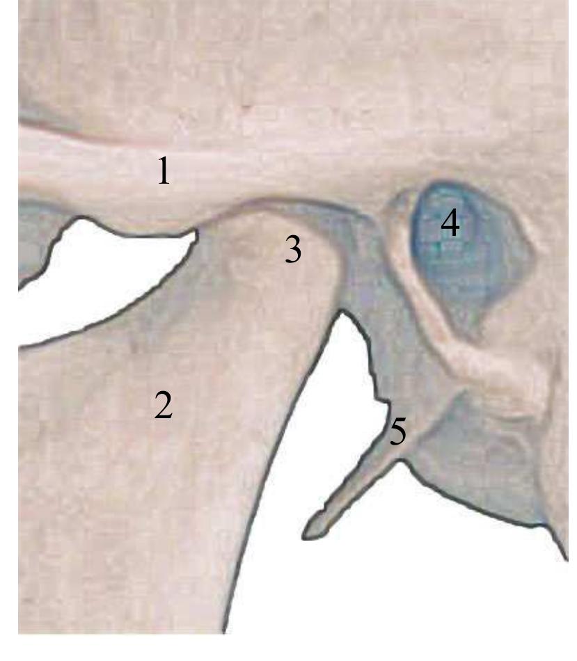(PDF) ATLAS OF HUMAN SKELETAL ANATOMY ATLAS OF HUMAN SKELETAL ANATOMY ...