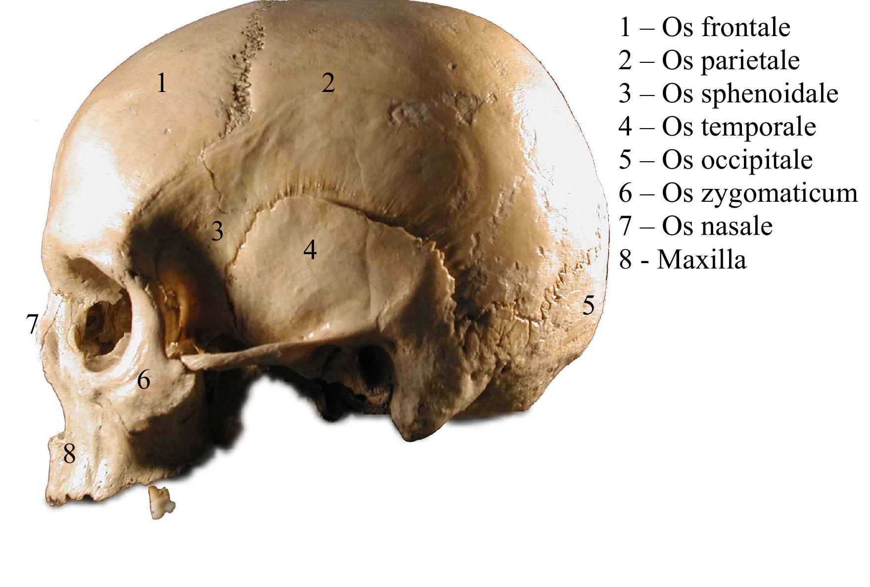 19.: aspectus lateralis of the skull (mandibula detached)