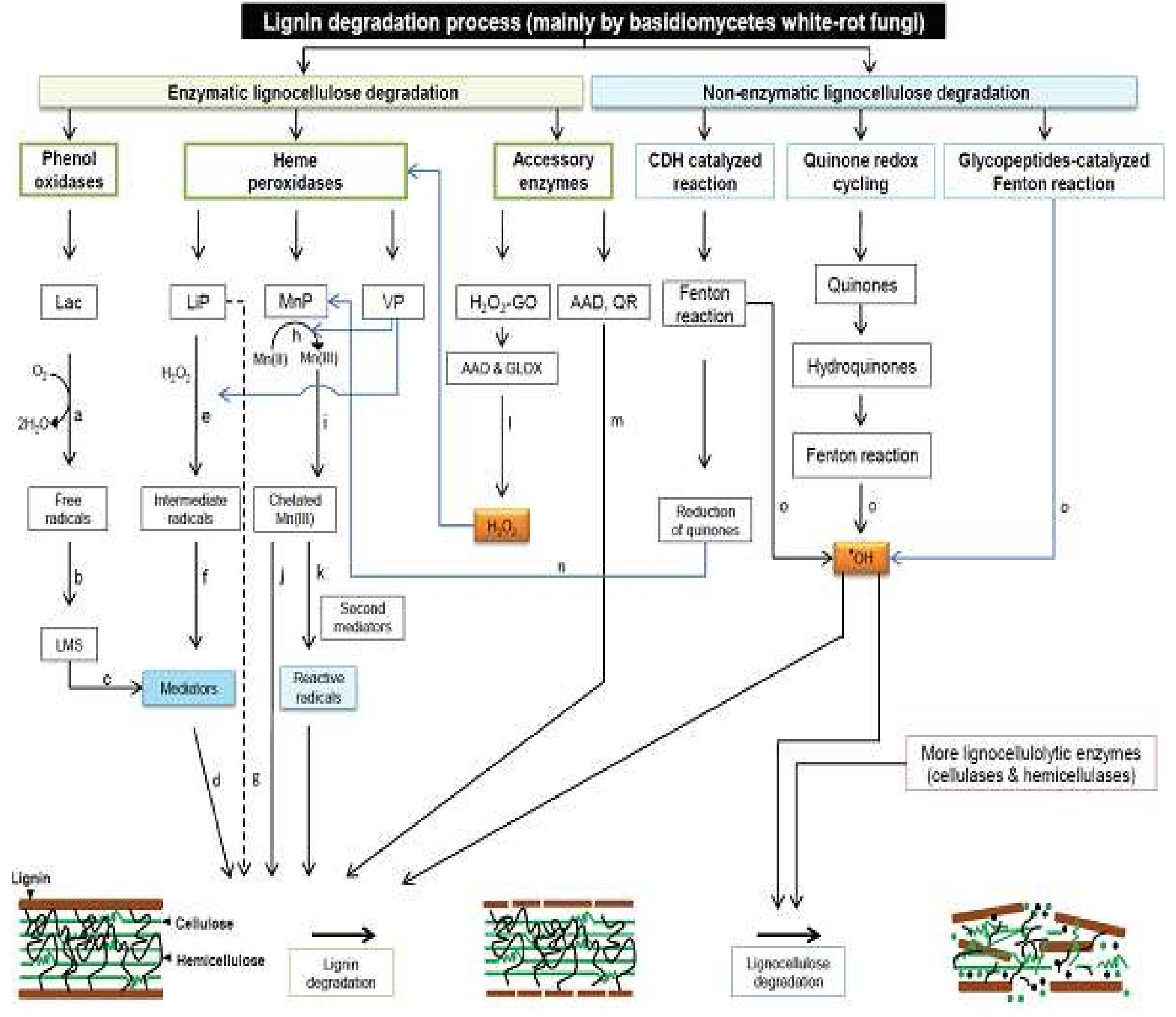 Figure 3 - from Oyster mushrooms (Pleurotus) are useful for