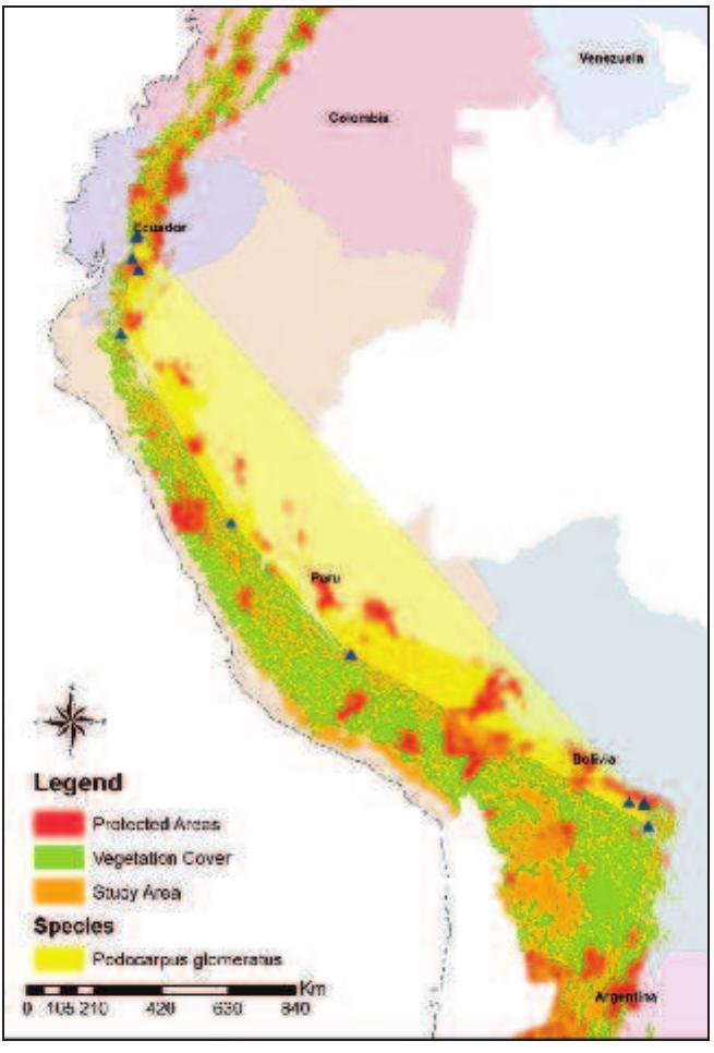 An evergreen shrubby dwarf species known from scarce but