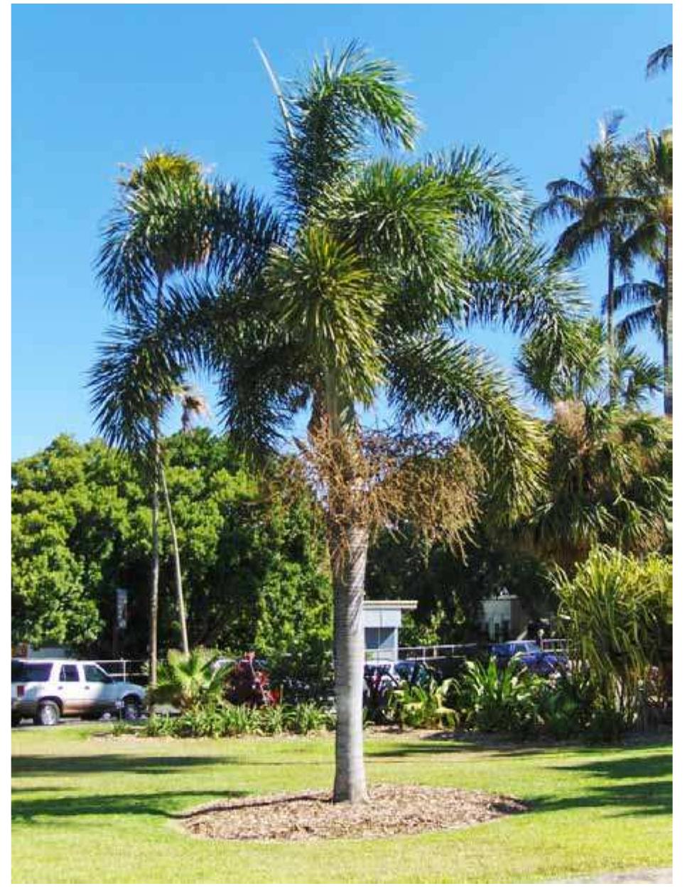 Foxtail palms reach maturity at around 12 years of age, at