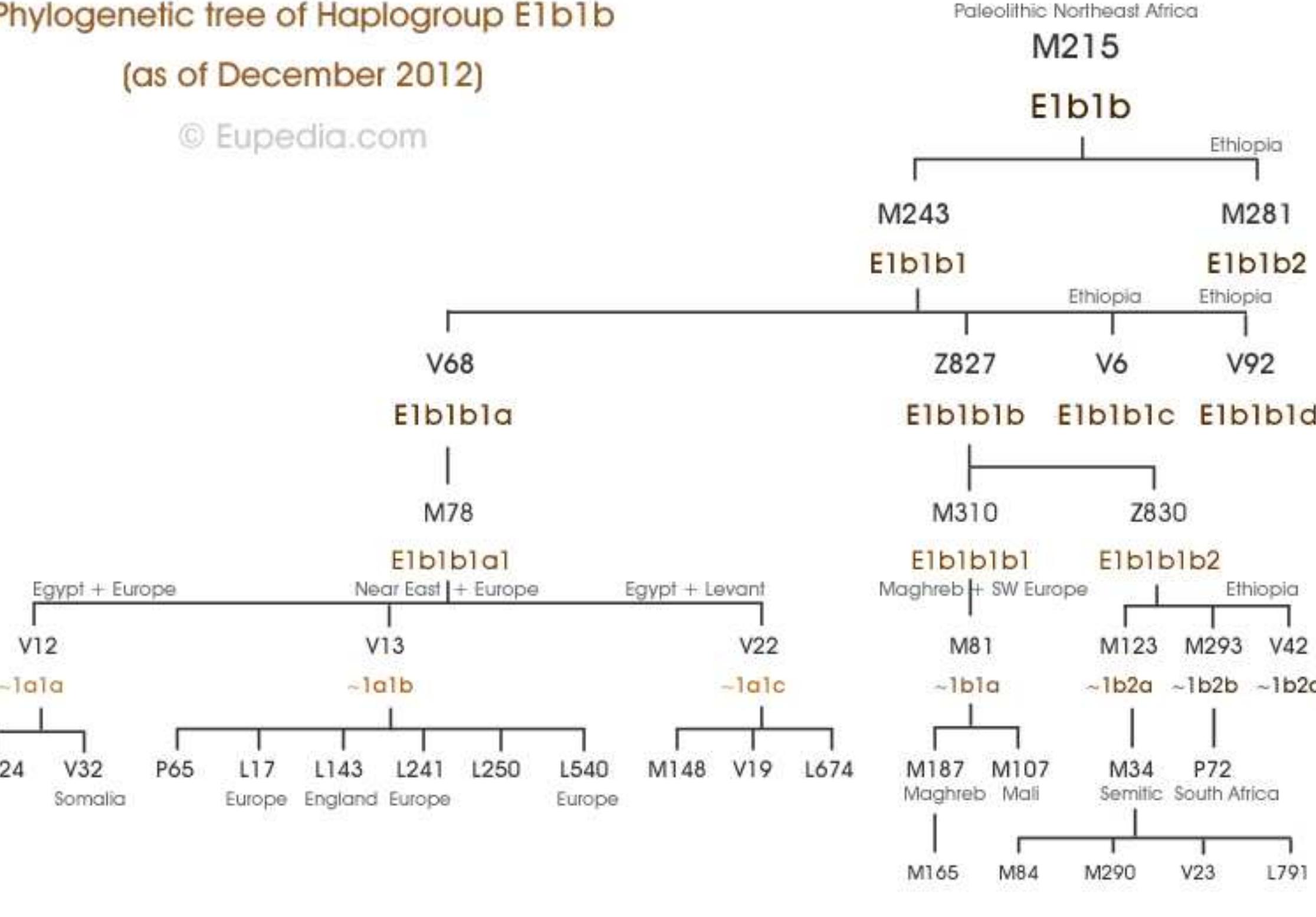 Five major subclades of e1b1b (v12, v13, v22, m81, m123)