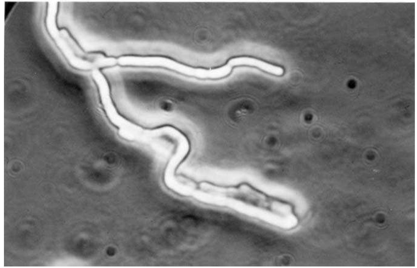 Sourdough bacteria (l. sanfrancisco) filamentous forms, x