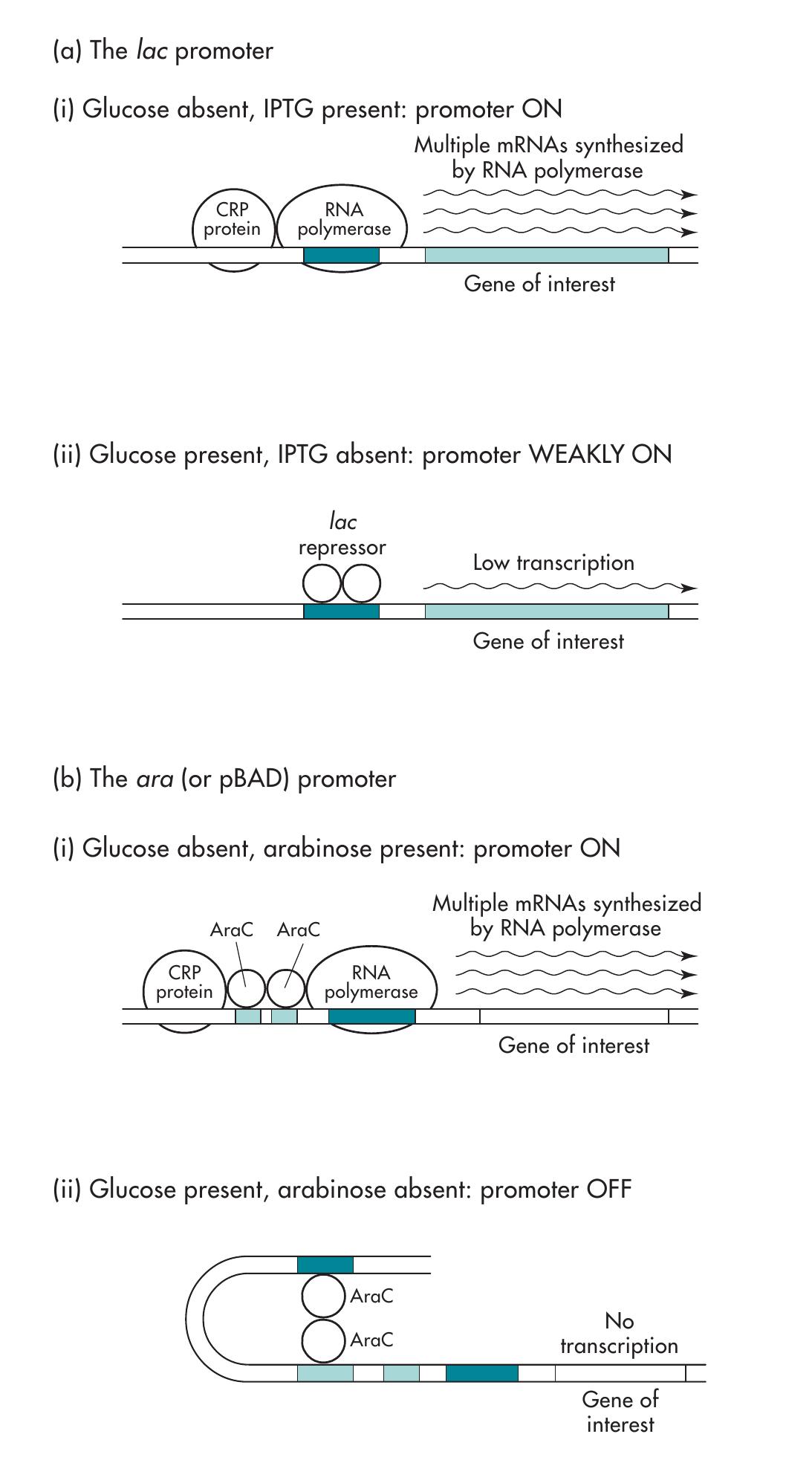 2 the lac and ara promoters. the diagram illustrates their