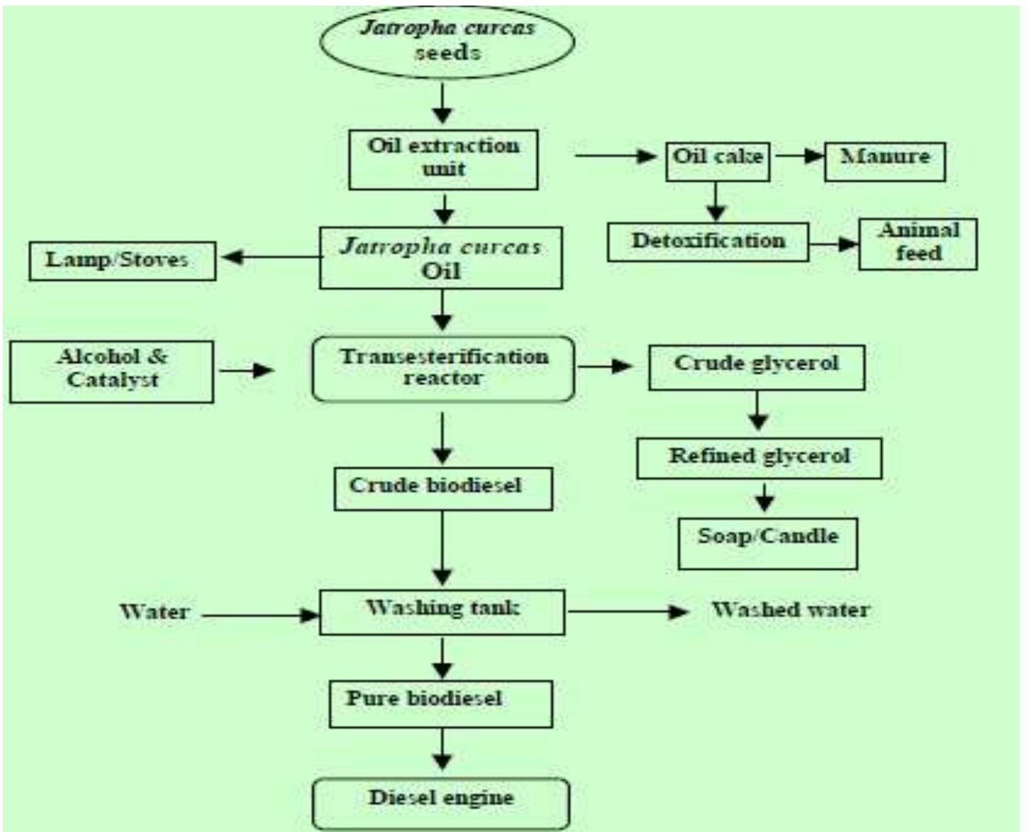 2 process flowchart for biodiesel production from jatropha