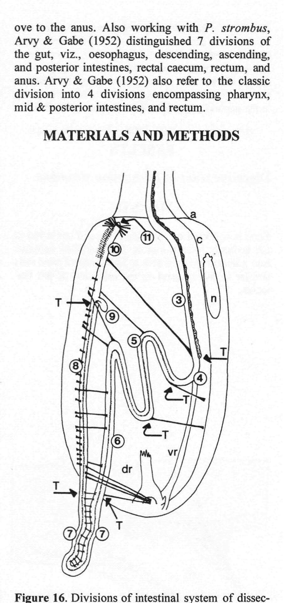 Figure 7 - TAXONOMY AND BIOLOGY OF SIPUNCULANS, WITH
