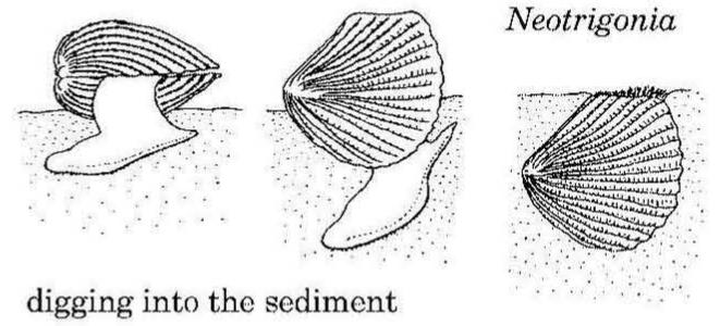 Foot protractor muscles of the foot at- tached to the shell.
