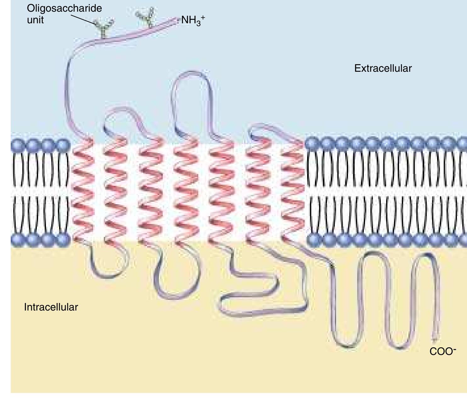 Structure of the b-adrenergic receptor. the receptor is a