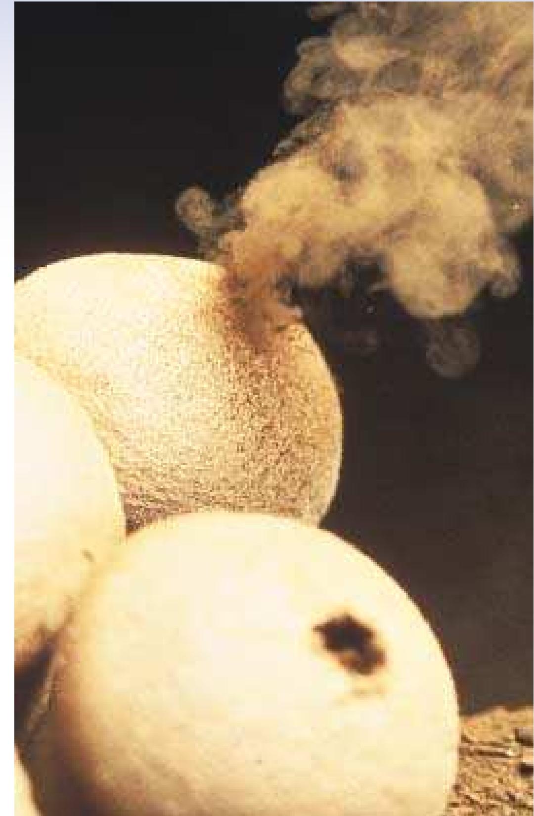 Es as eal et co ee es a> aie fungi constitute a unique