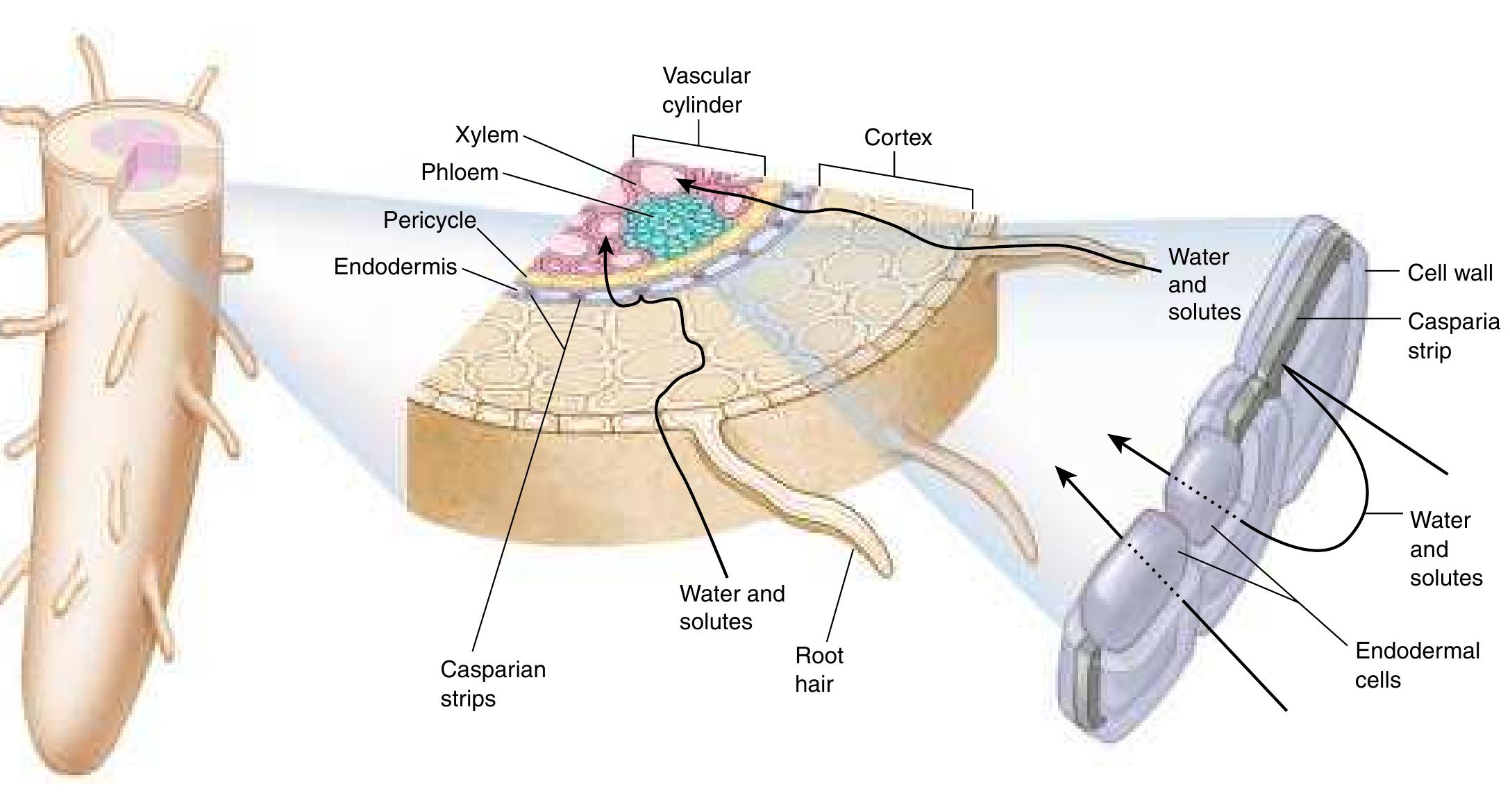The pathways of mineral transport in roots. minerals are