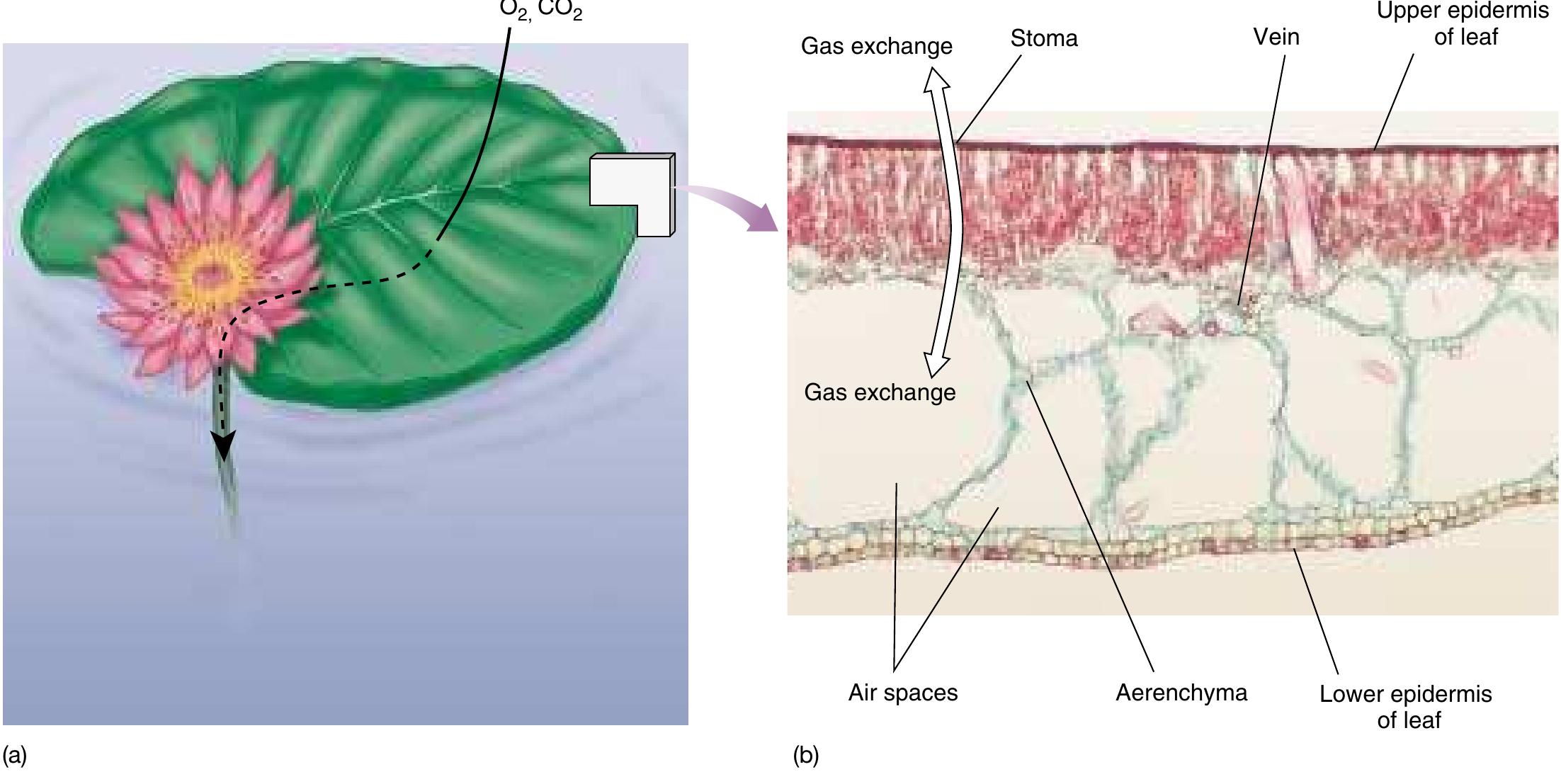Aerenchyma tissue. gas exchange in aquatic plants. (@) water