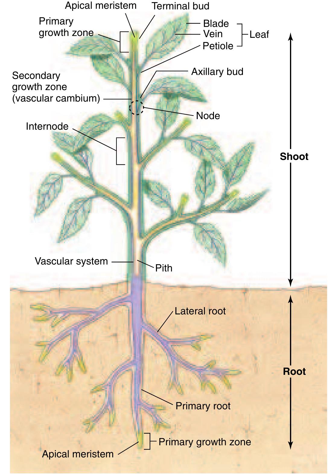 Diagram of a plant body. branching in both the root and
