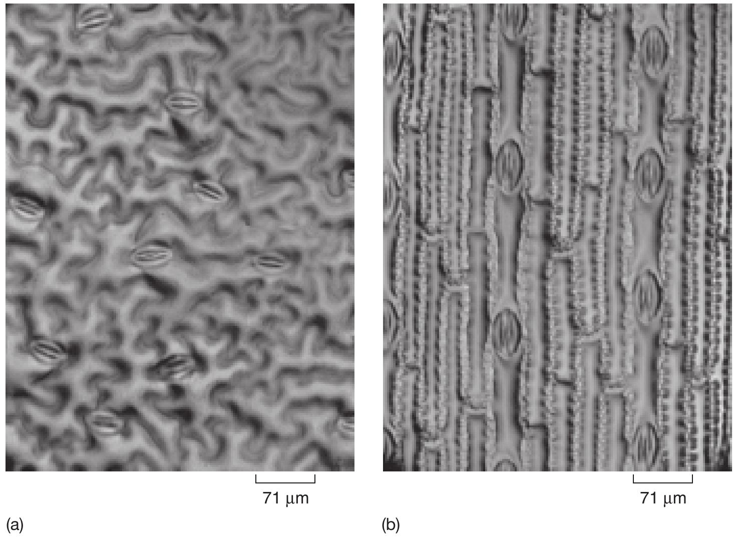 Epidermis of a dicot and monocot leaf (250x). stomata are