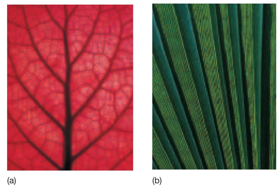 Ren ear vious dicot and monocot leaves. the leaves of