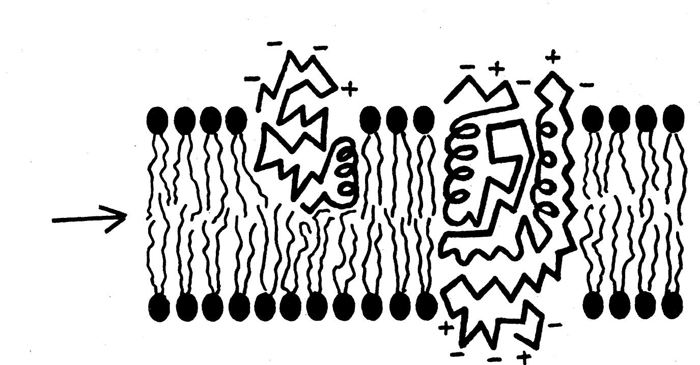 The lipid-globular protein mosaic model of membrane