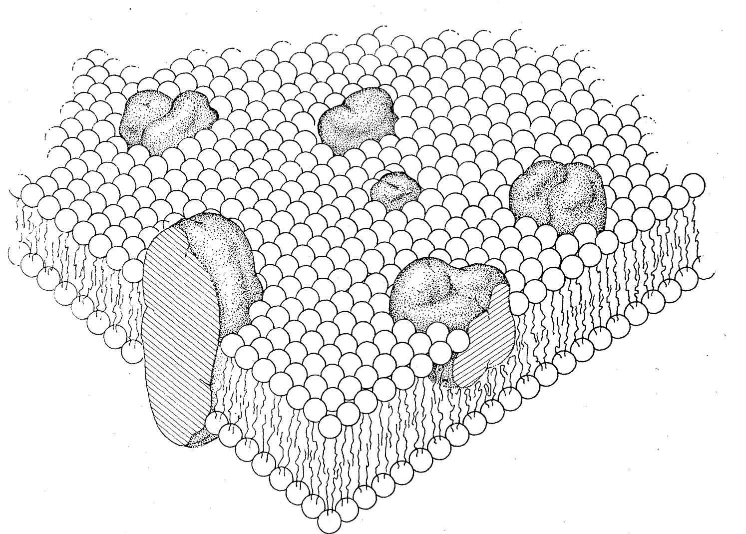 The lipid-globular protein mosaic model with a lipid matrix