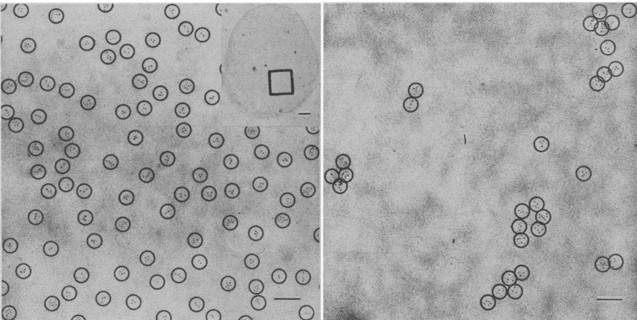 (left). the outer membrane surface of an rh-positive human