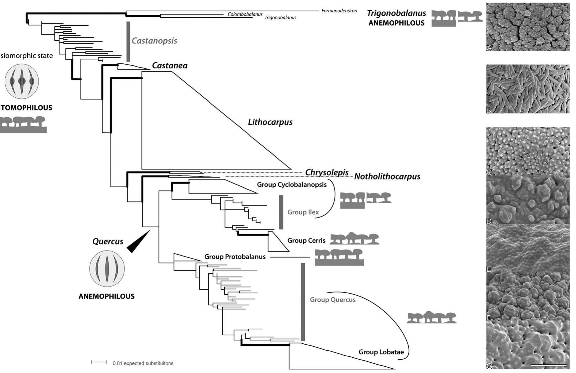 Phylogenetically important pollen characteristics mapped on