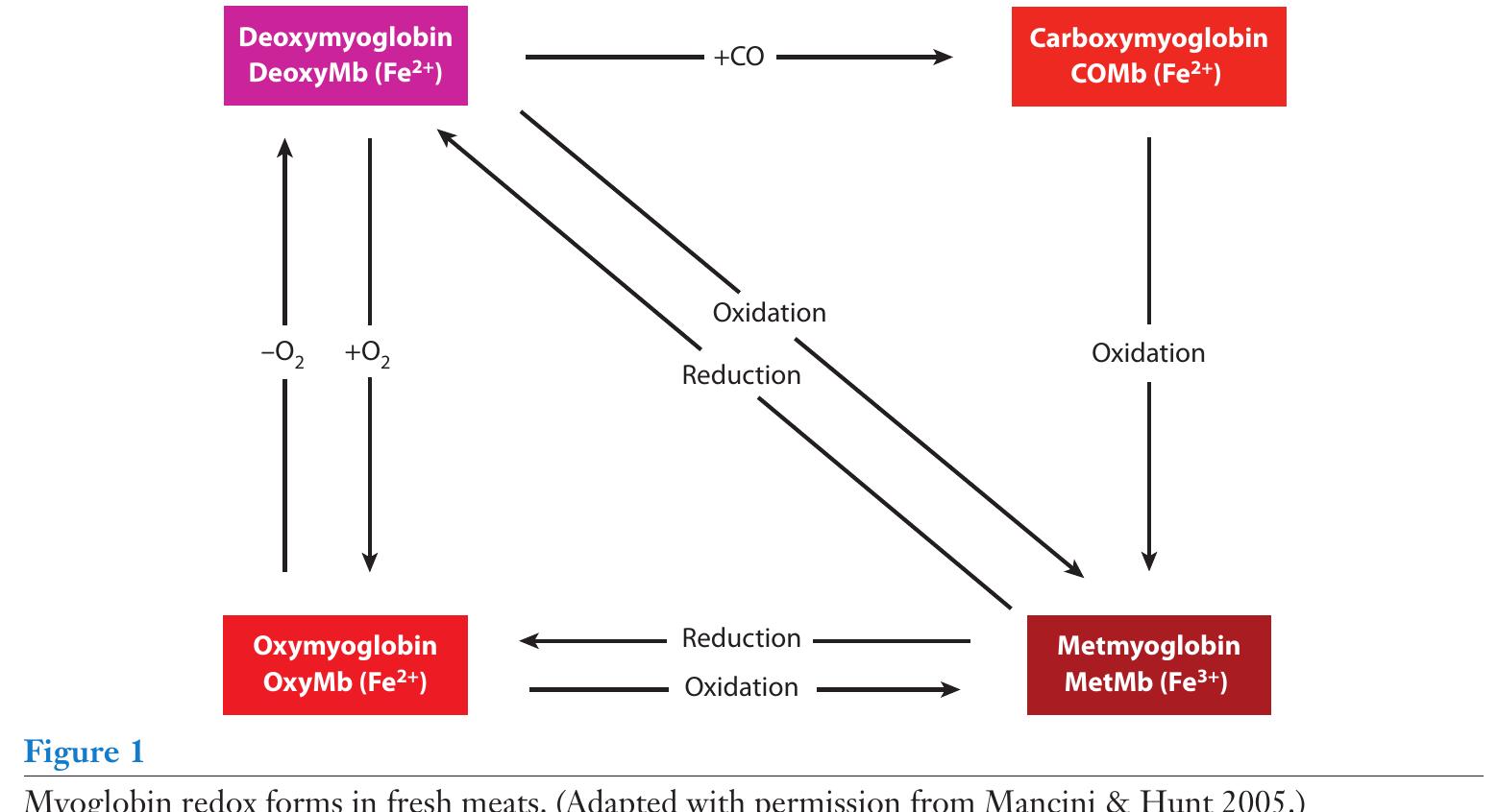 Myoglobin redox forms in fresh meats. (adapted with